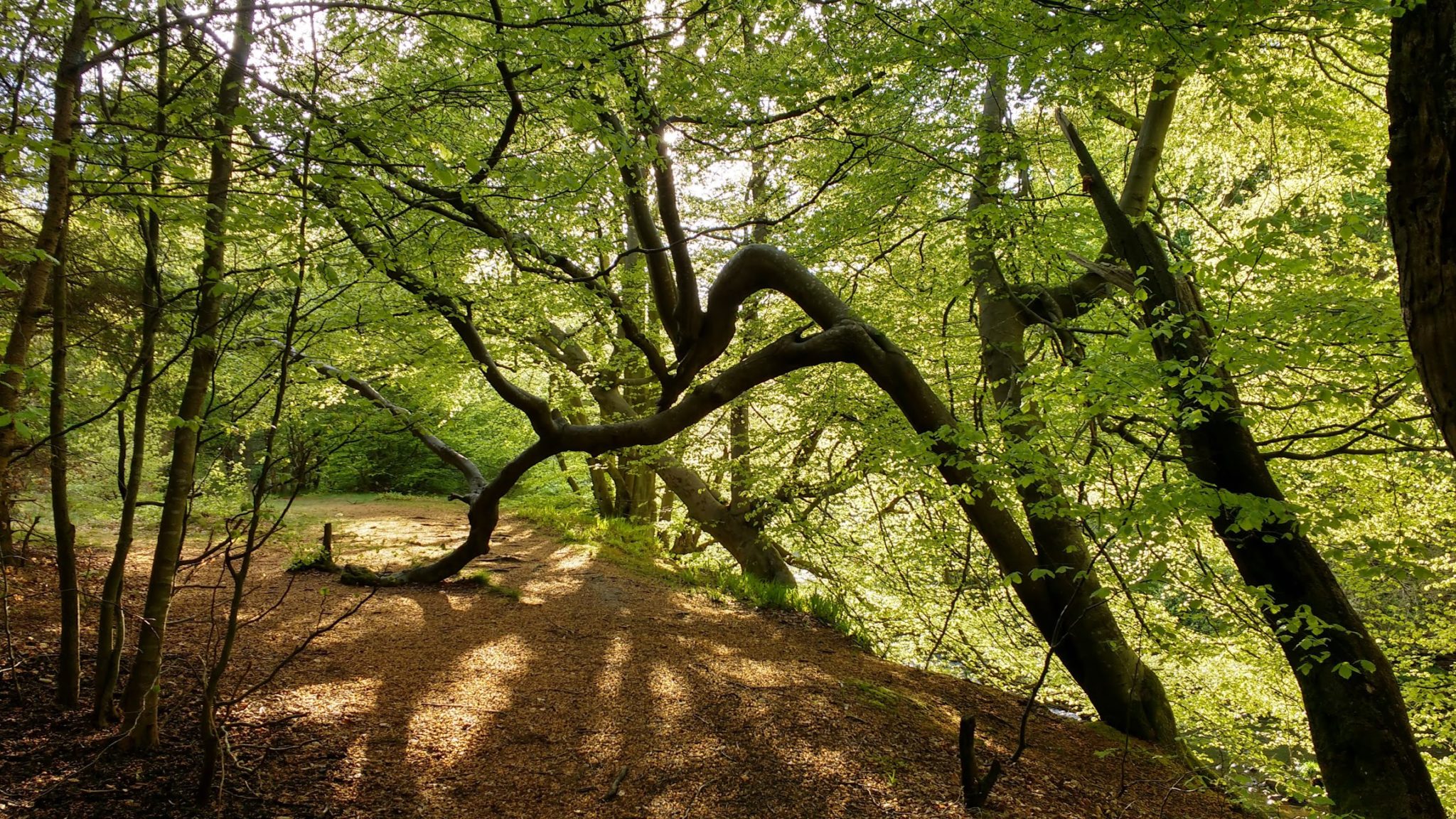 The Maiden Castle, Midlothian - Esk Valley Trust